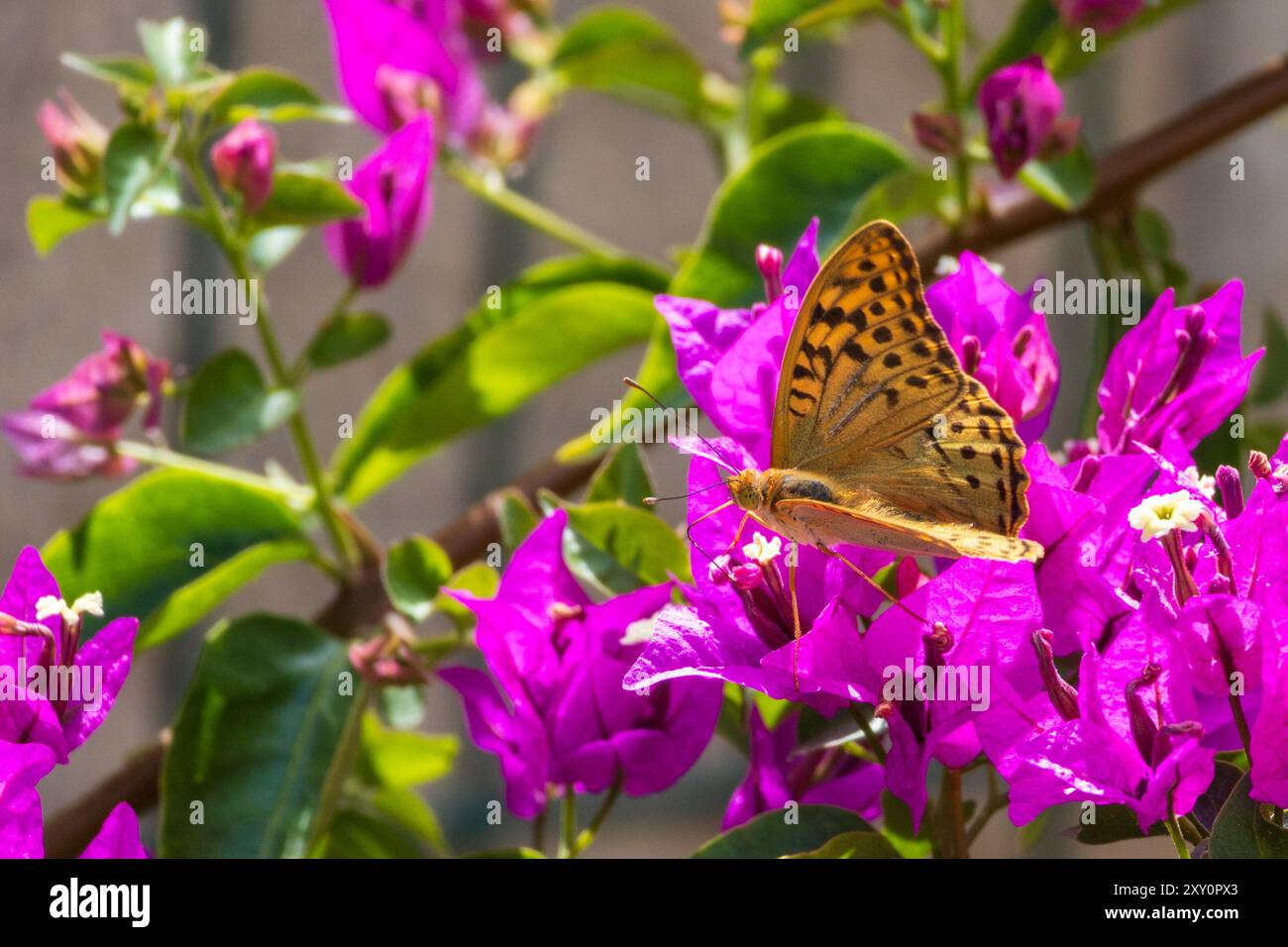 The Cardinal Fritillary, Argynnis pandora Butterfly on a Bougainvillea ...