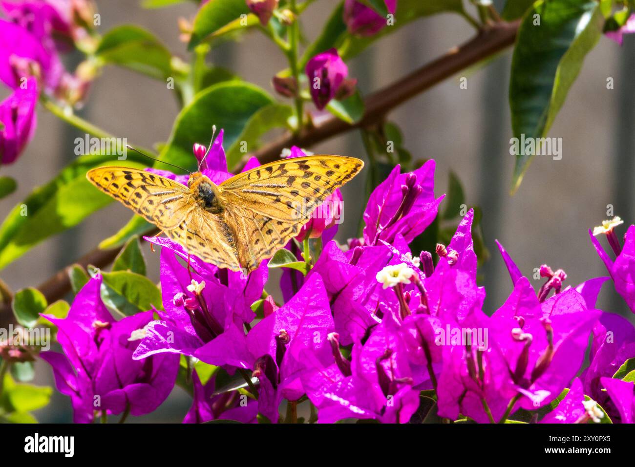 The Cardinal Fritillary, Argynnis pandora Butterfly on a Bougainvillea ...