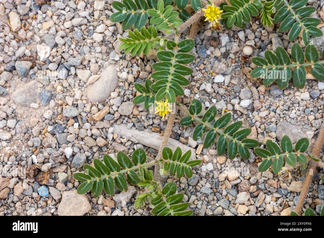 Tribulus terrestris, Puncture Vine Plant Spreading on Gravel Stock ...