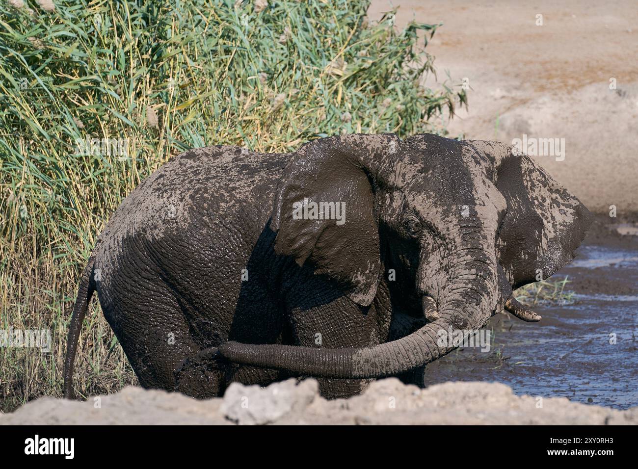 Bull dust hi-res stock photography and images - Alamy