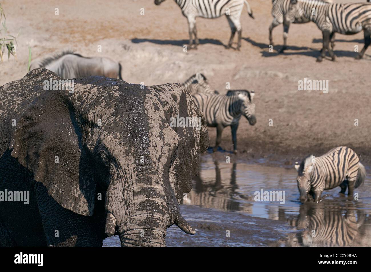 Bull African elephant (Loxodonta africana) covering itself in mud and ...