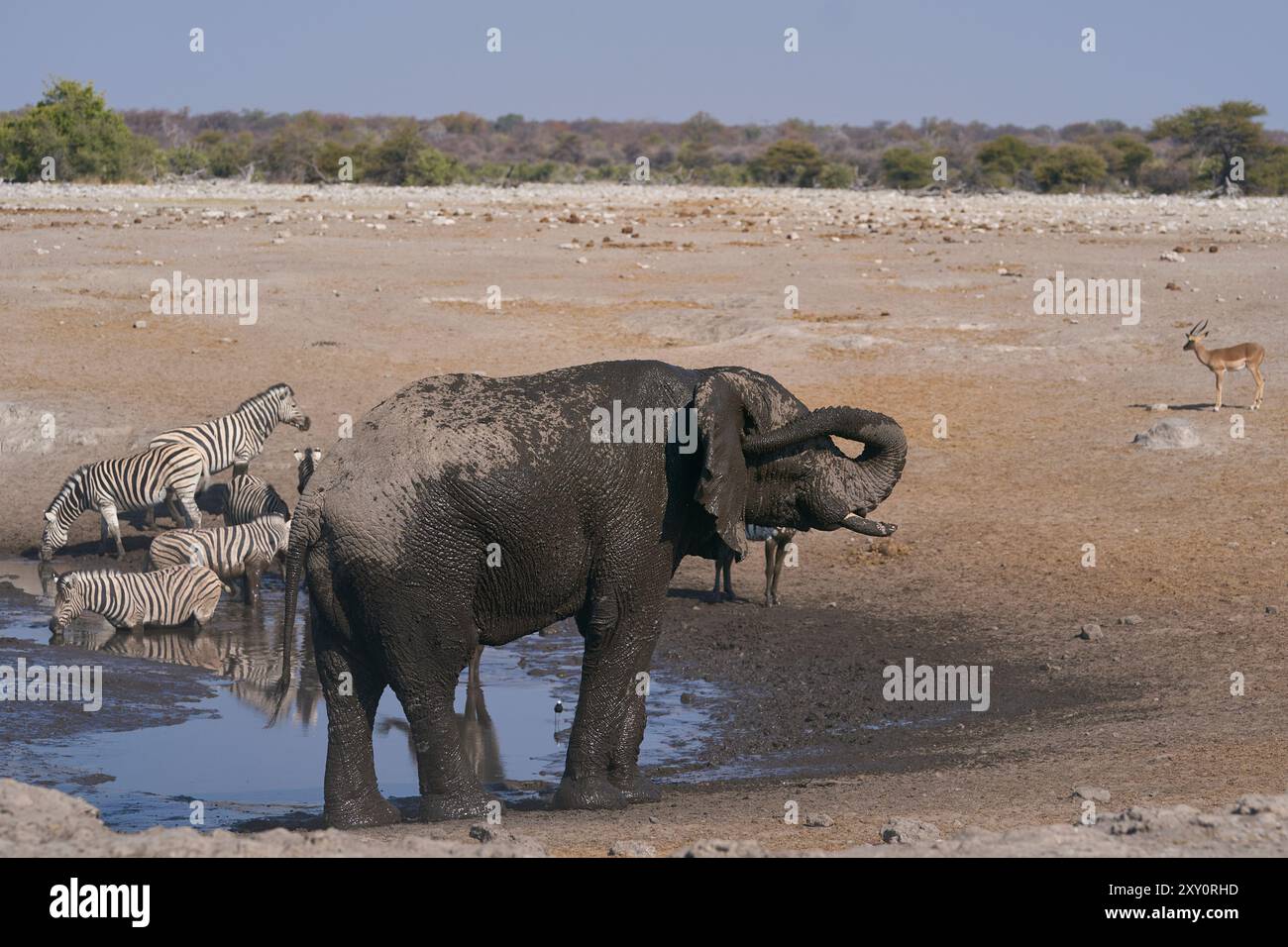 Bull dust hi-res stock photography and images - Alamy