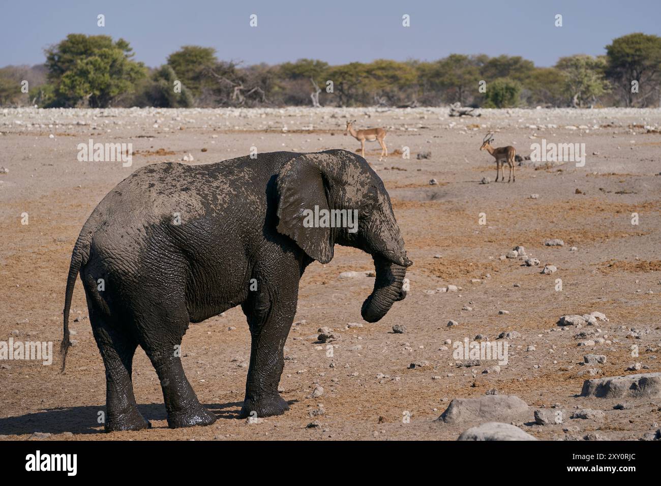 Bull African elephant (Loxodonta africana) covering itself in mud and ...