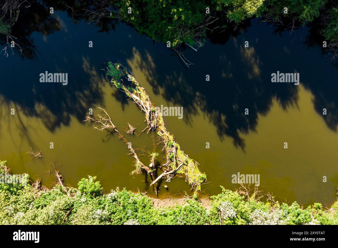 Fallen trees and branches blocking the bed of a small river, view from ...
