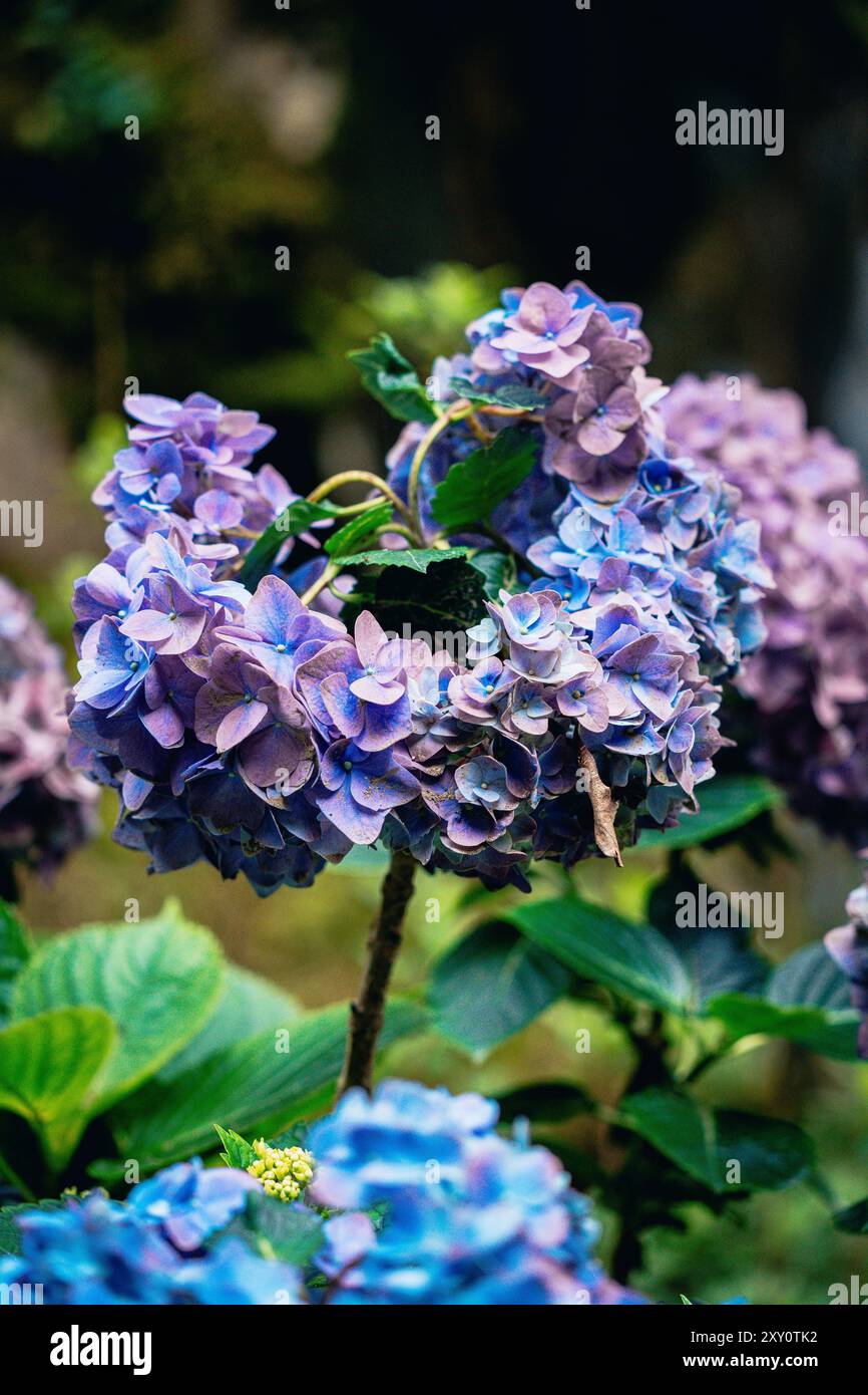 Stunning blue hydrangeas bloom vibrantly against a backdrop of lush ...