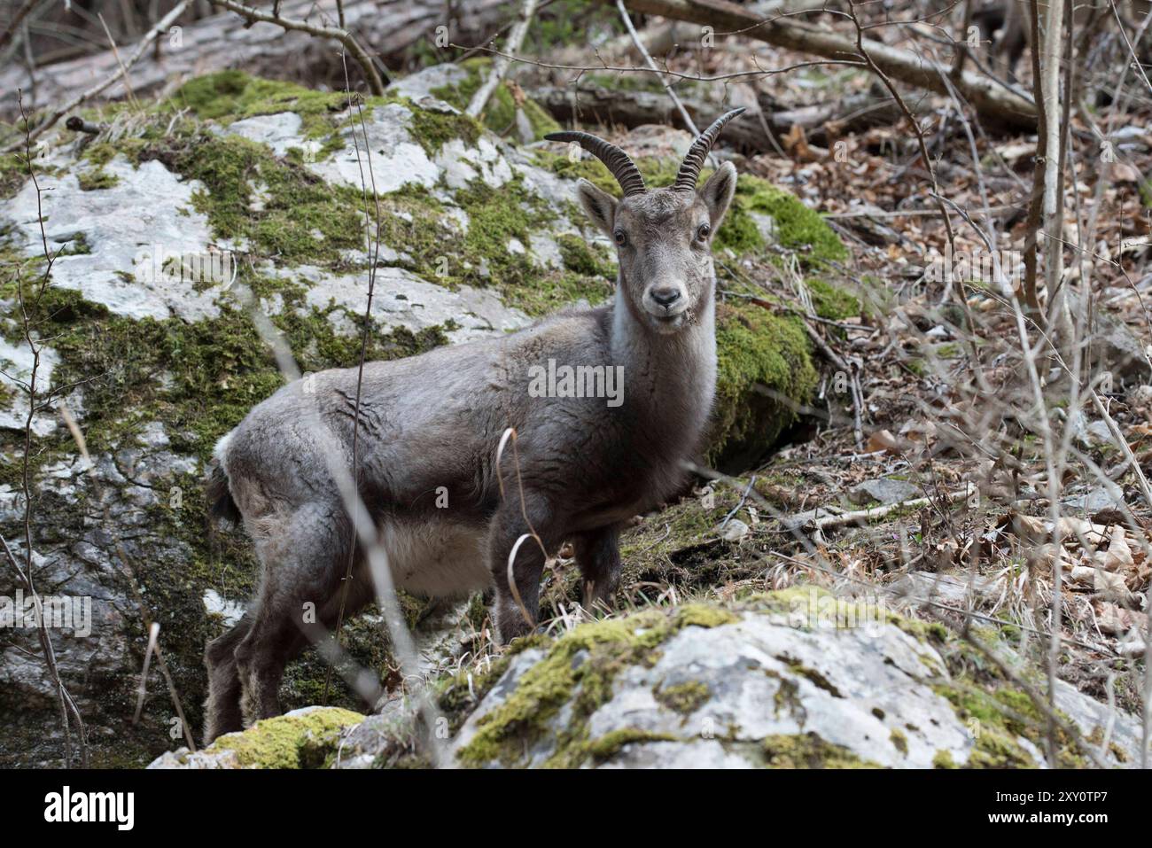 ibex a wild animal living in the alps ibex a wild animal in the alps ...