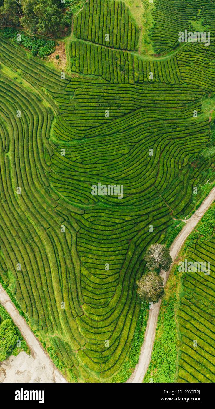 Stunning aerial photograph captures the lush, vibrant green tea ...