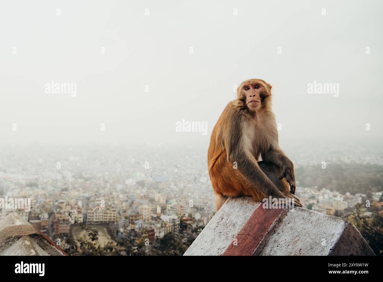 A solitary monkey sits atop a high vantage point, gazing over a dense ...