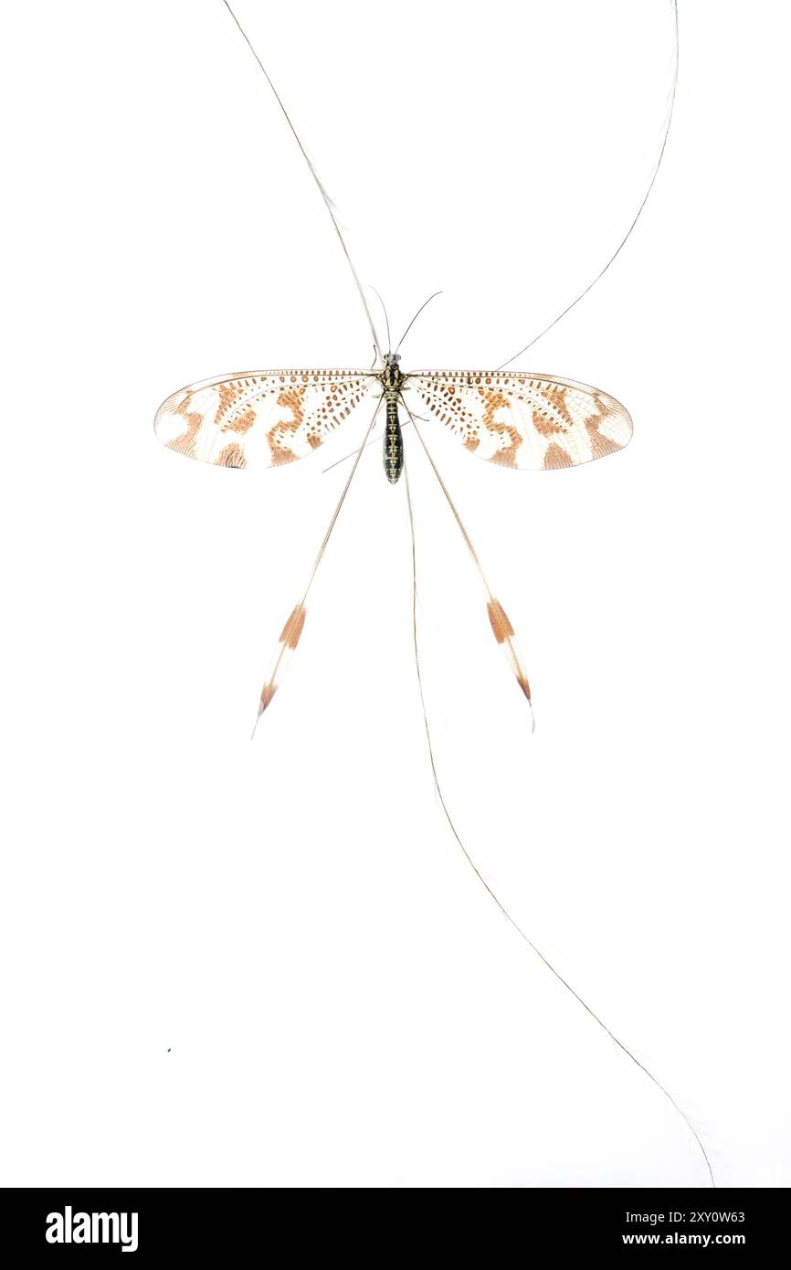 A meticulously detailed Nemoptera bipennis, also known as spoon-winged ...