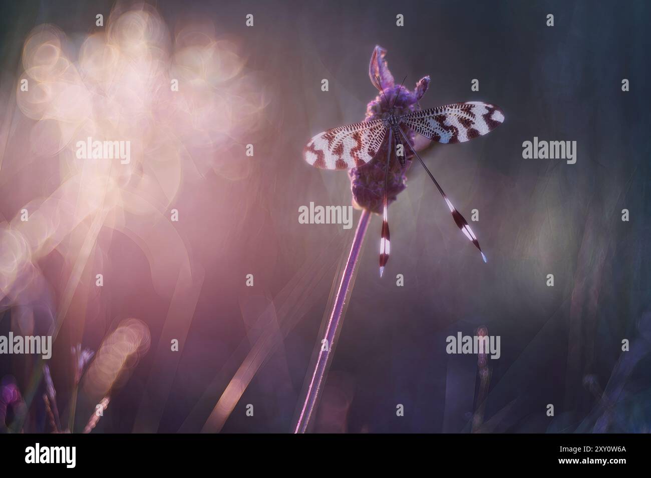 A delicate Nemoptera bipennis rests on a stalk, surrounded by a dreamy ...