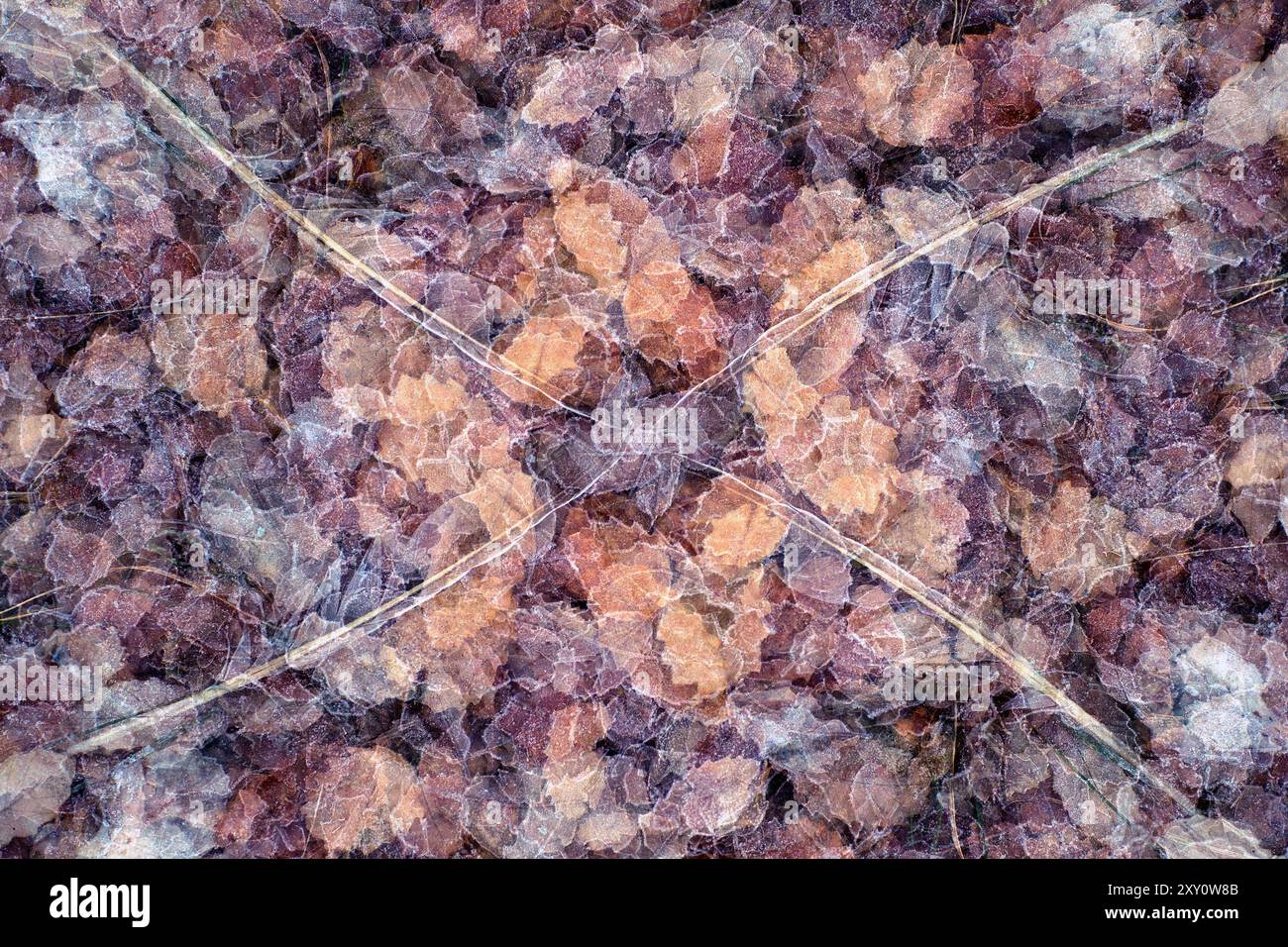 A captivating close-up image displaying frozen autumn leaves covered in ...