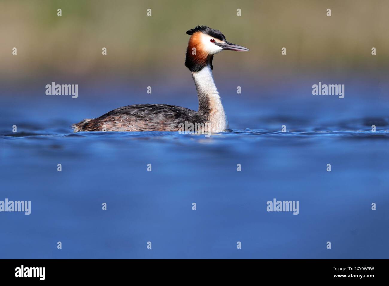 A vibrant image capturing a Great Crested Grebe, Podiceps cristatus ...