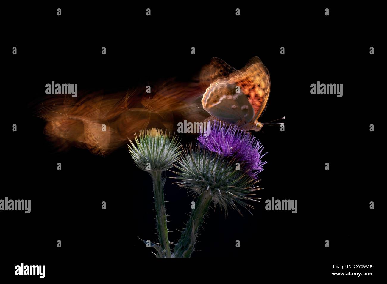 Motion blur effect captures the swift movement of a butterfly landing ...