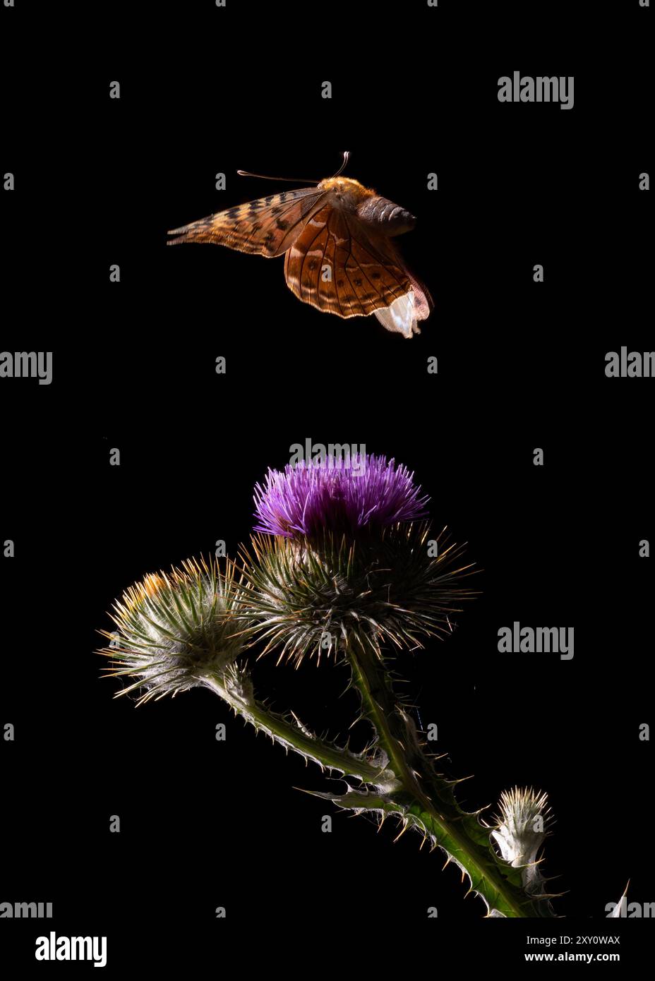 A delicate moth with patterned wings in mid-flight heads toward a ...