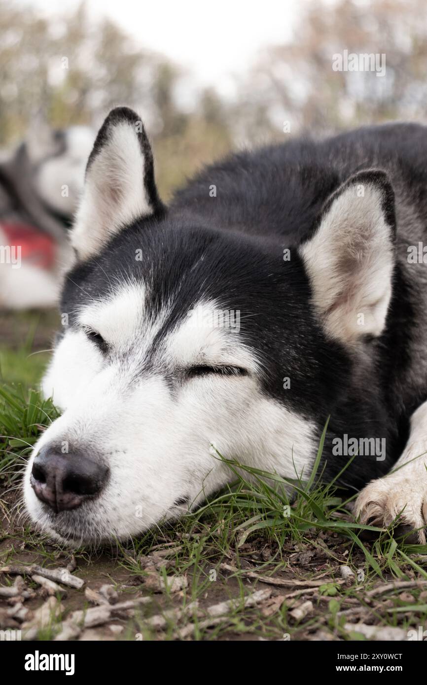 A serene Siberian Husky lying down and sleeping on a grass-covered land ...
