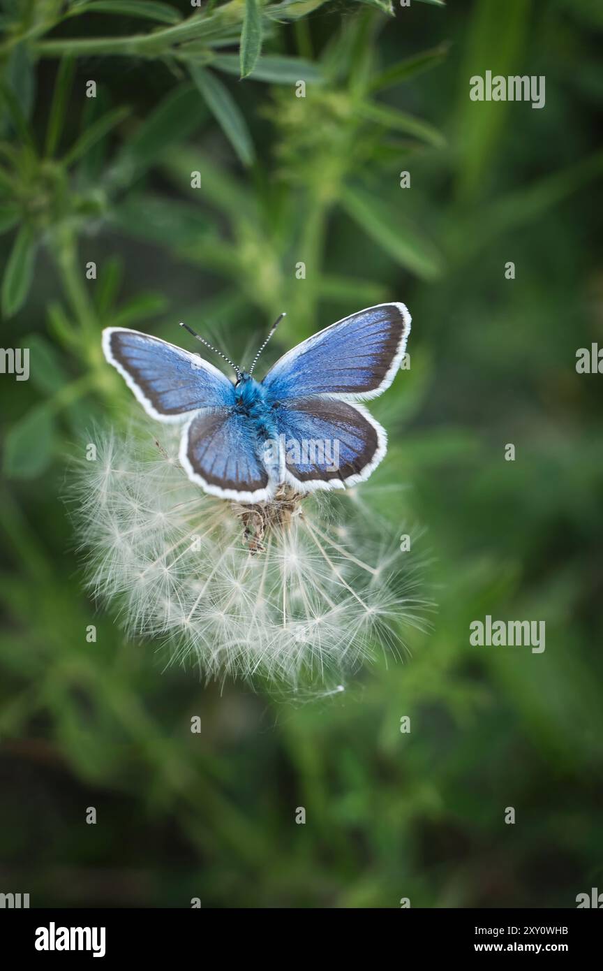 Showcasing intricate wing patterns hi-res stock photography and images ...