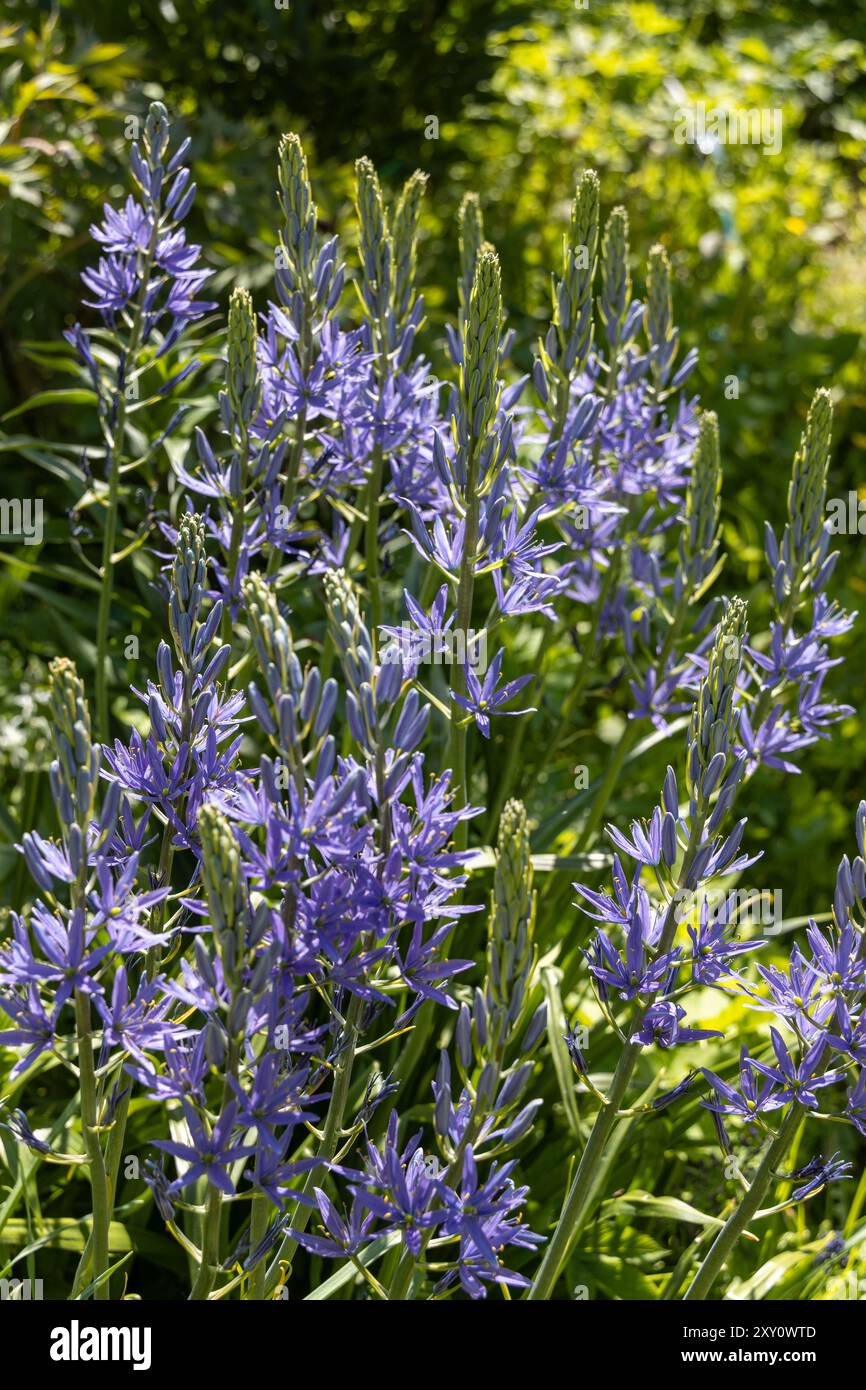 Camassia leichtlinii Caerulea flower in a garden Stock Photo - Alamy