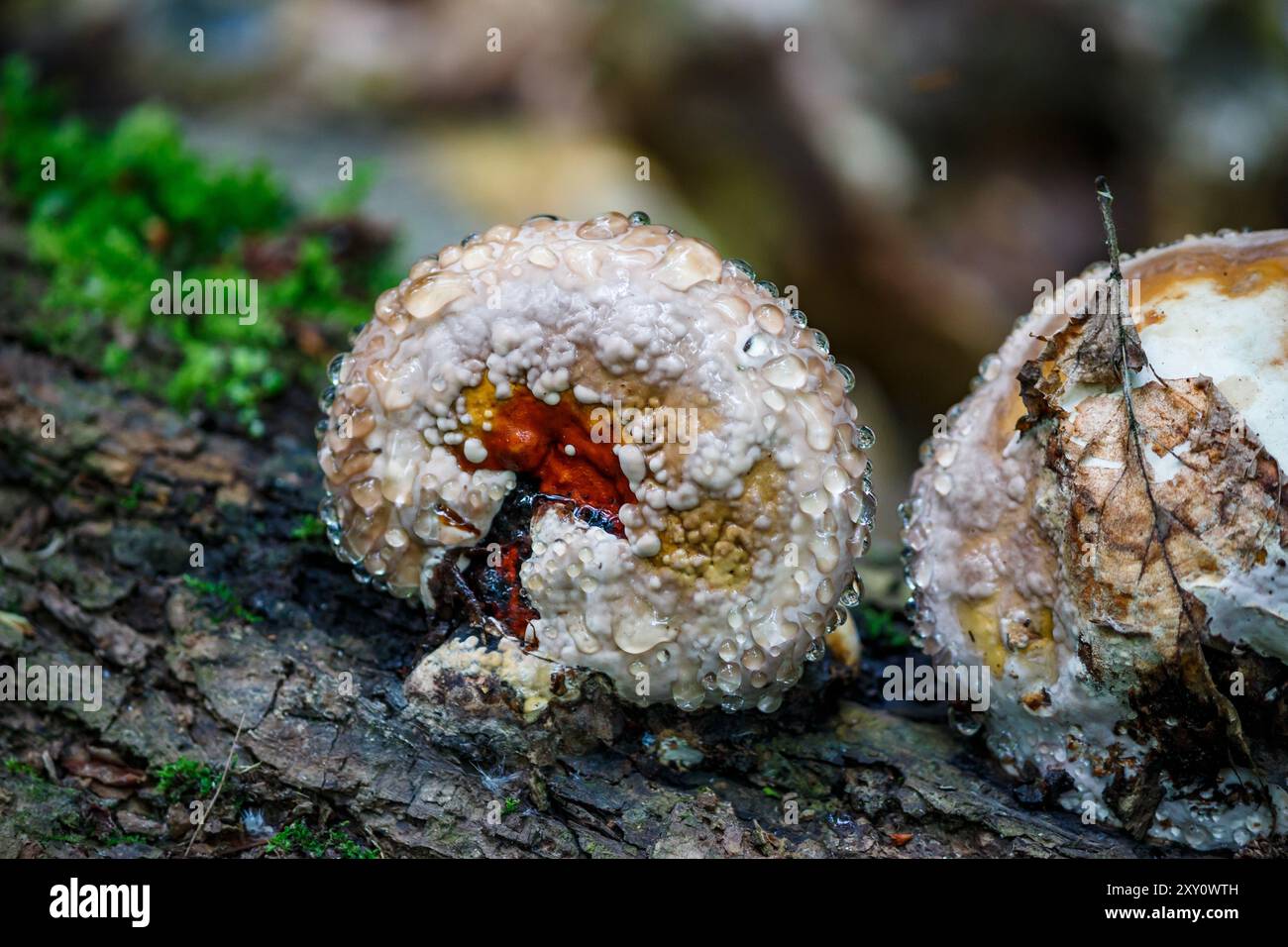 Tinder fungus with protruding drops of moisture, a crying mushroom on ...