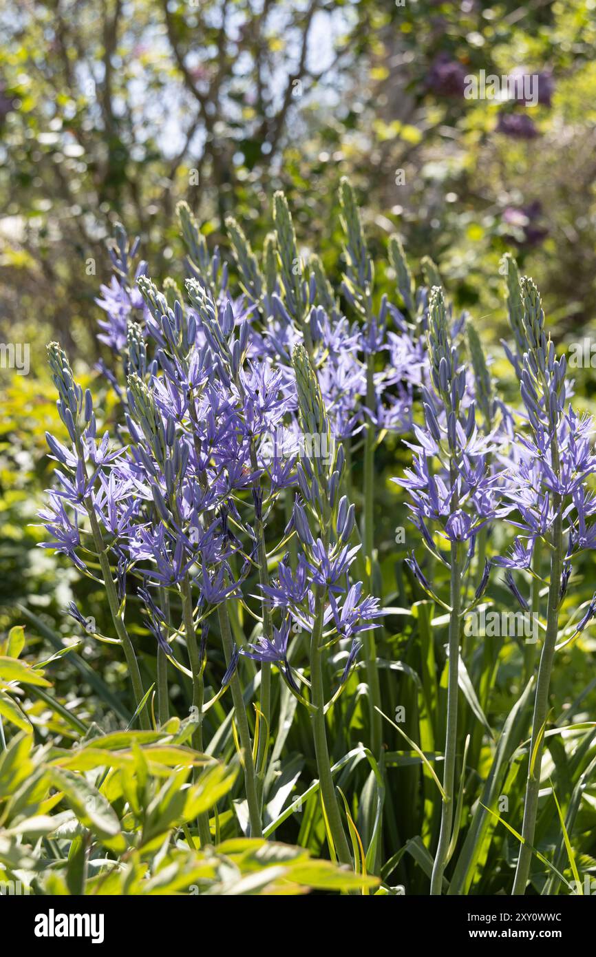 Camassia leichtlinii Caerulea flower in a garden Stock Photo - Alamy