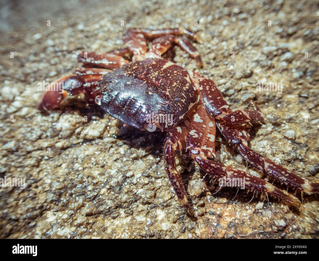 Distinct spotted markings hi-res stock photography and images - Alamy