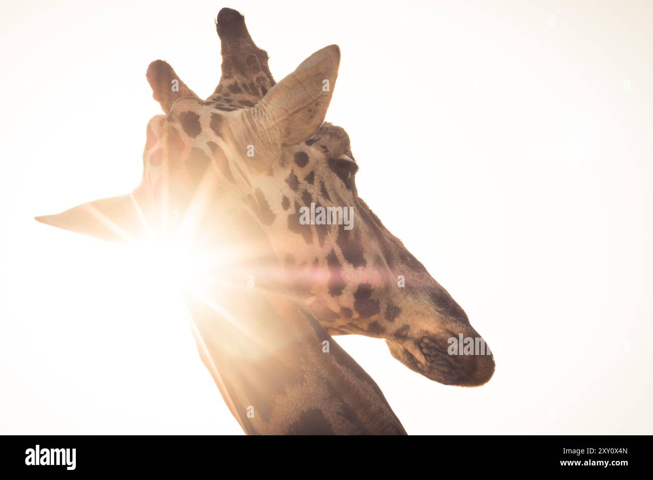 A close-up portrait of a giraffe head against a bright sun, showcasing ...
