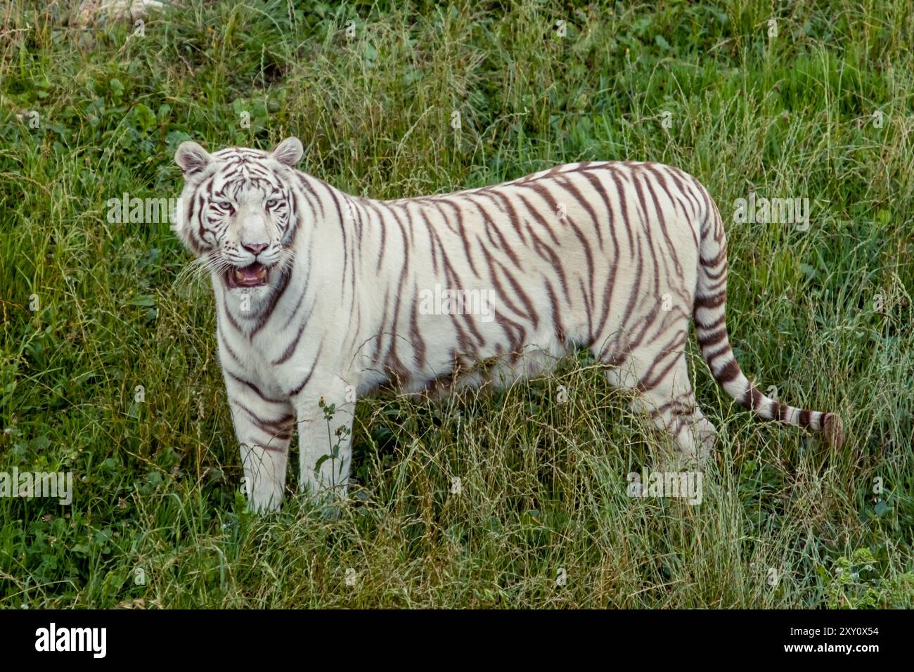A stunning white tiger, known for its rare and striking appearance ...