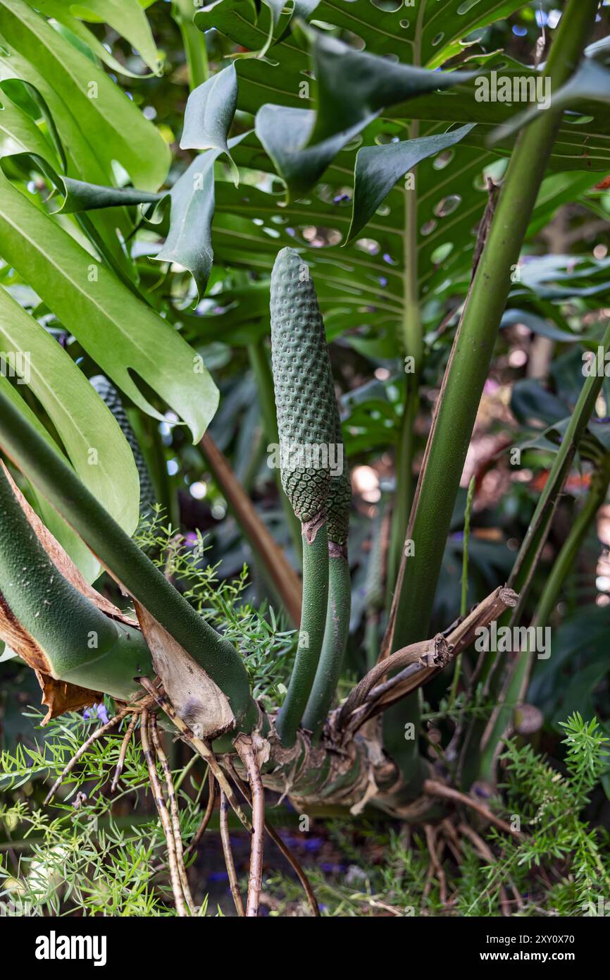 A Monstera deliciosa fruit, identifiable by its distinct texture ...