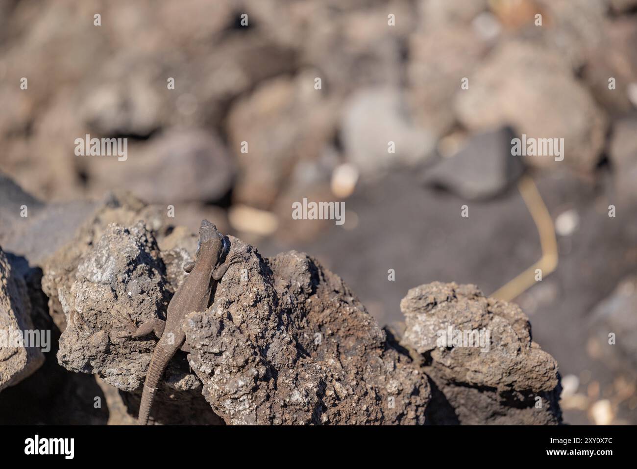 A detailed capture of a Blight Lizard as it suns itself on rugged ...