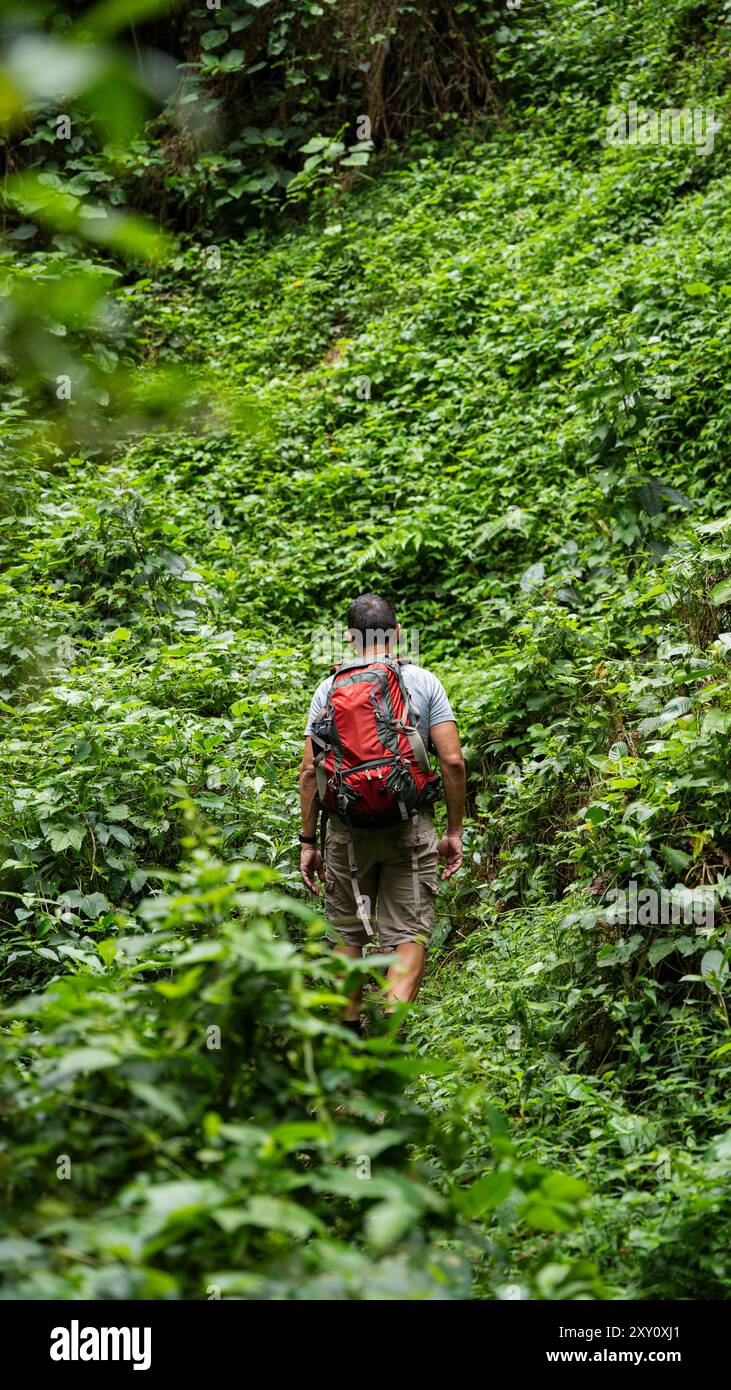Back view of unrecognizable man hiking through dense, vibrant greenery ...
