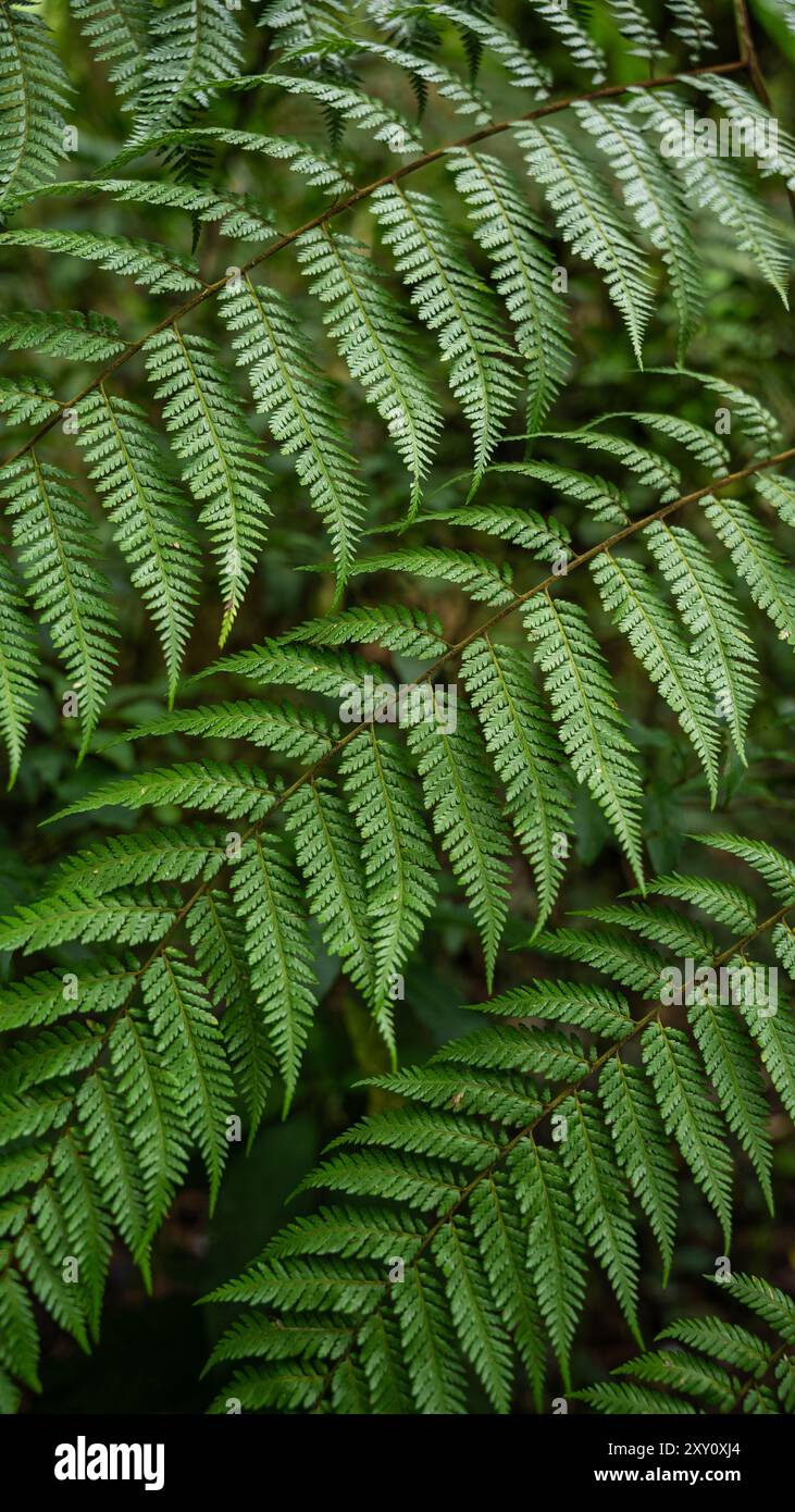 Close-up of vibrant green fern leaves forming intricate patterns in a ...