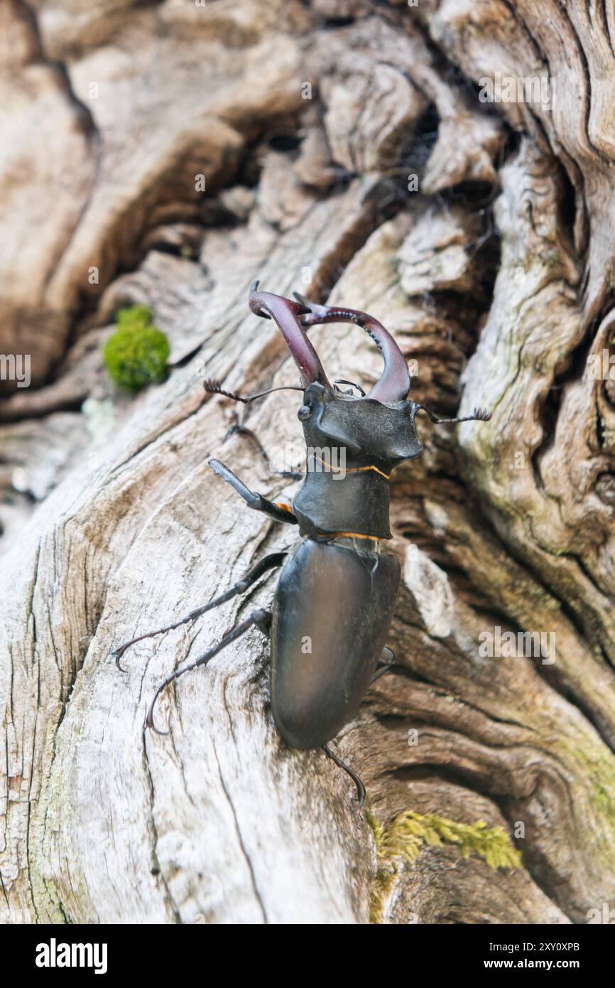 A close-up of a stag beetle with large mandibles perched on the gnarled ...