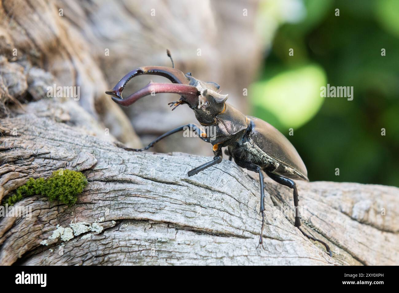Close-up of a stag beetle with large mandibles poised on a rugged log ...
