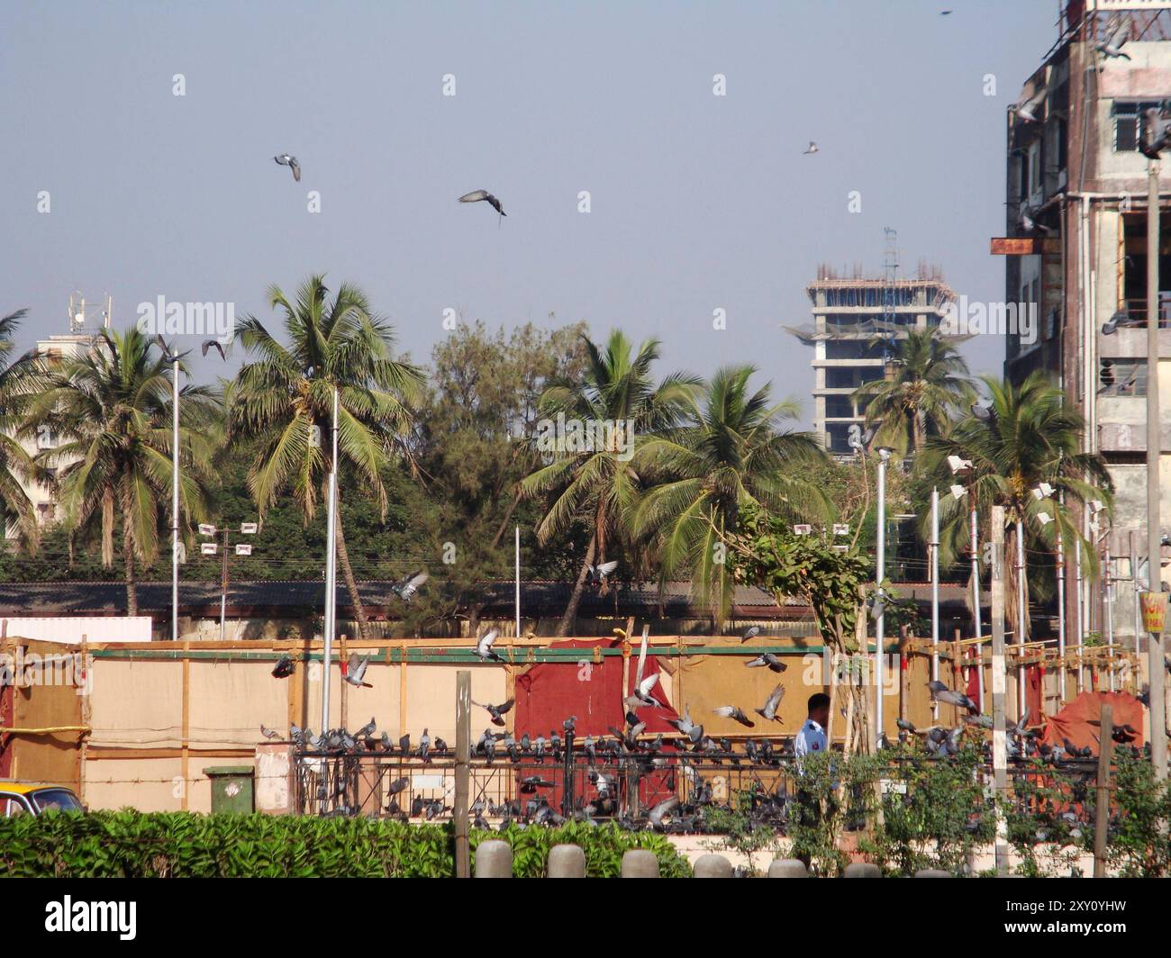 pigeon or dove, a flying feathered animal in the city pigeon or dove ...