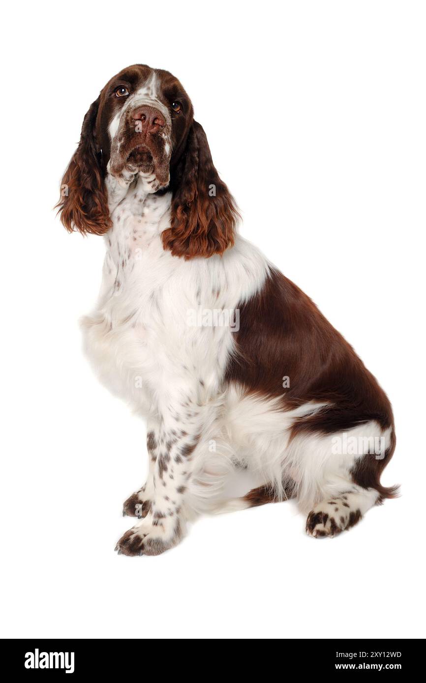 Sad English Springer Spaniel dog isolated on at clean white background ...