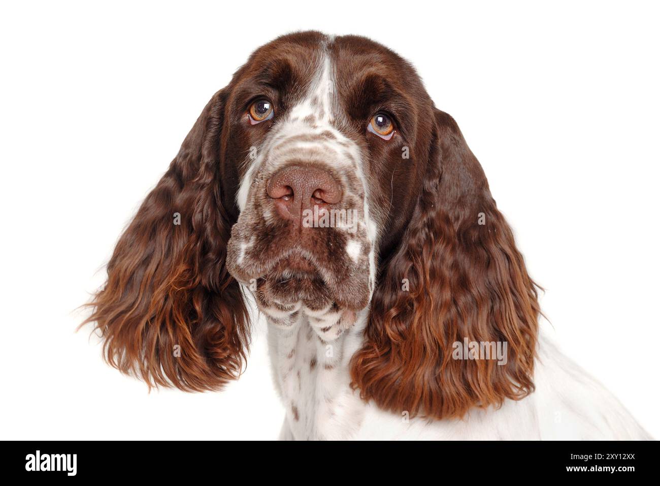 Springer spaniel looking sad hi-res stock photography and images - Alamy