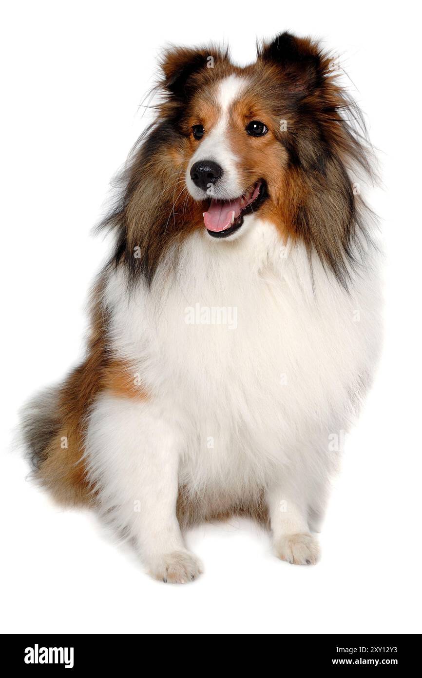 Happy shetland sheepdog isolated on at clean white background Stock ...