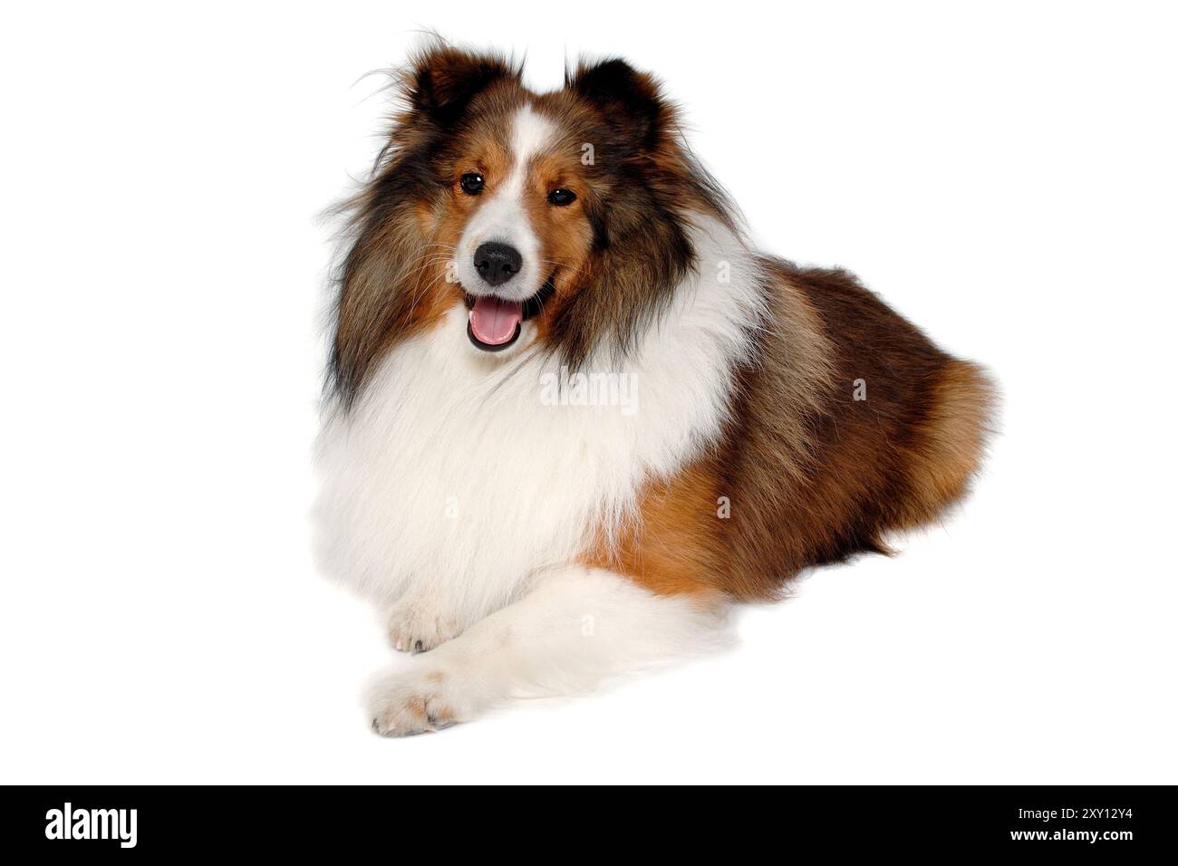 Happy shetland sheepdog isolated on at clean white background Stock ...