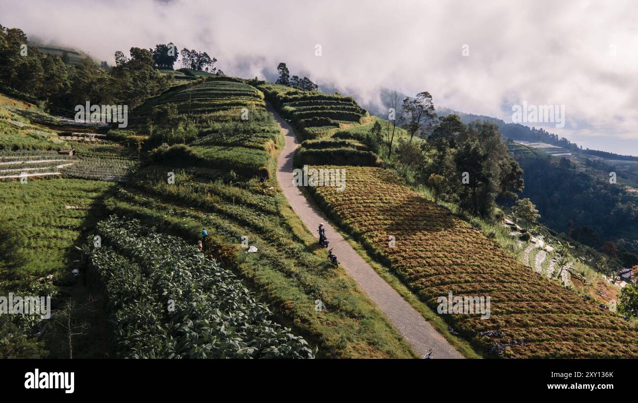 aerial view of green orchard fields on the slopes of Mount Sumbing ...