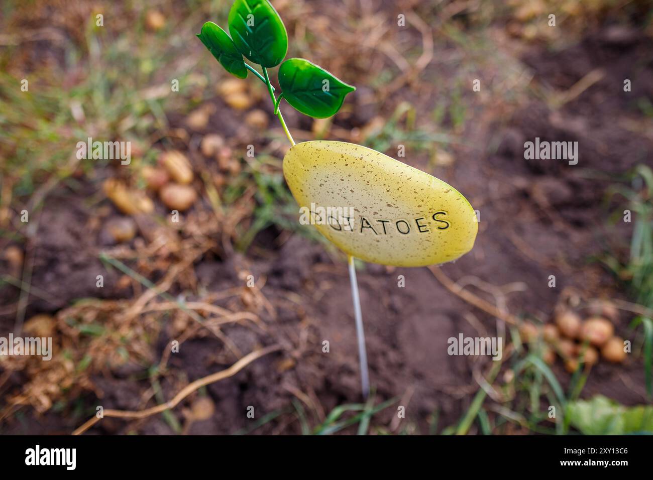 A hand-painted potato marker in a garden field indicating the potato ...