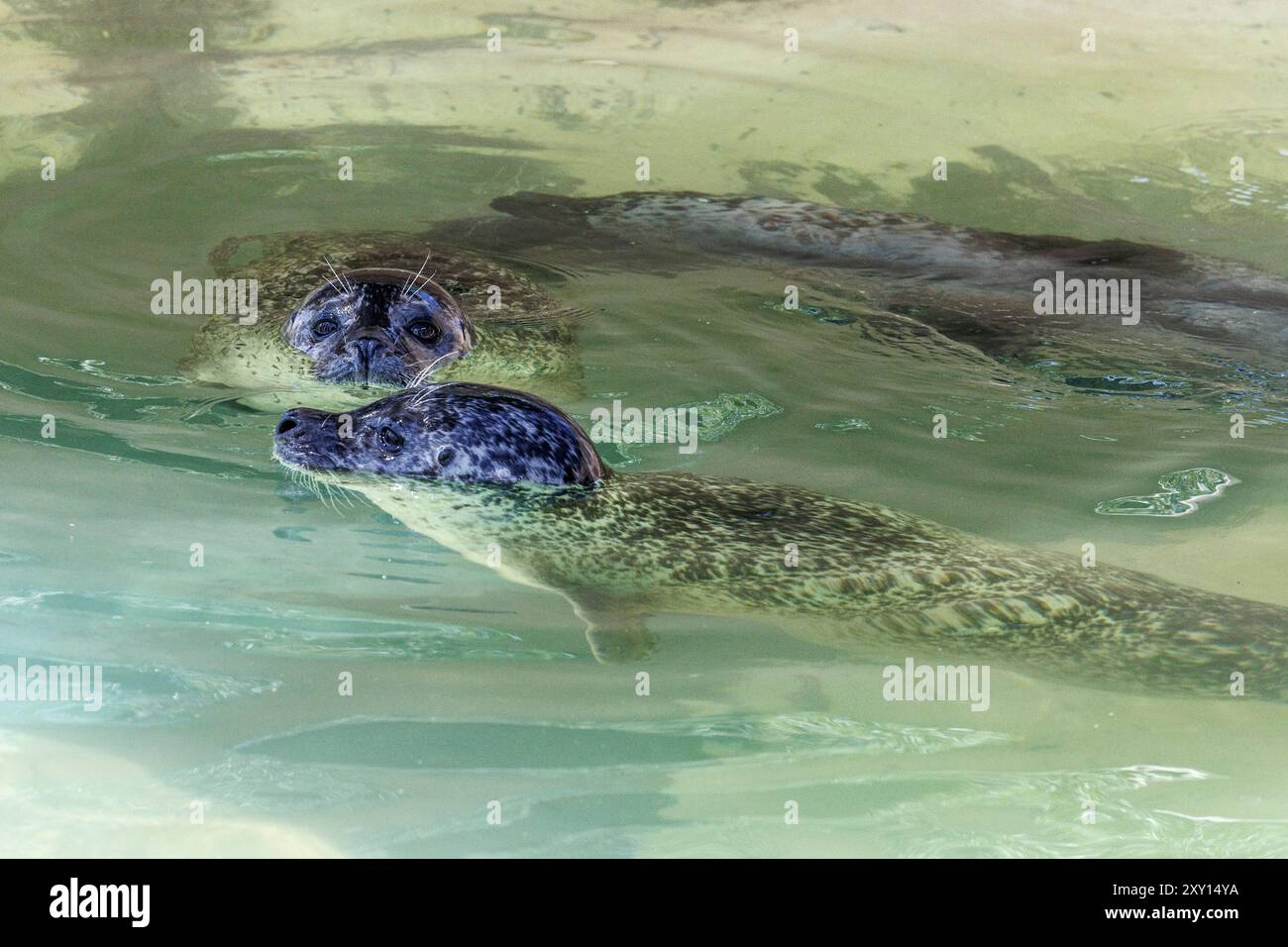 Seals playing hi-res stock photography and images - Alamy