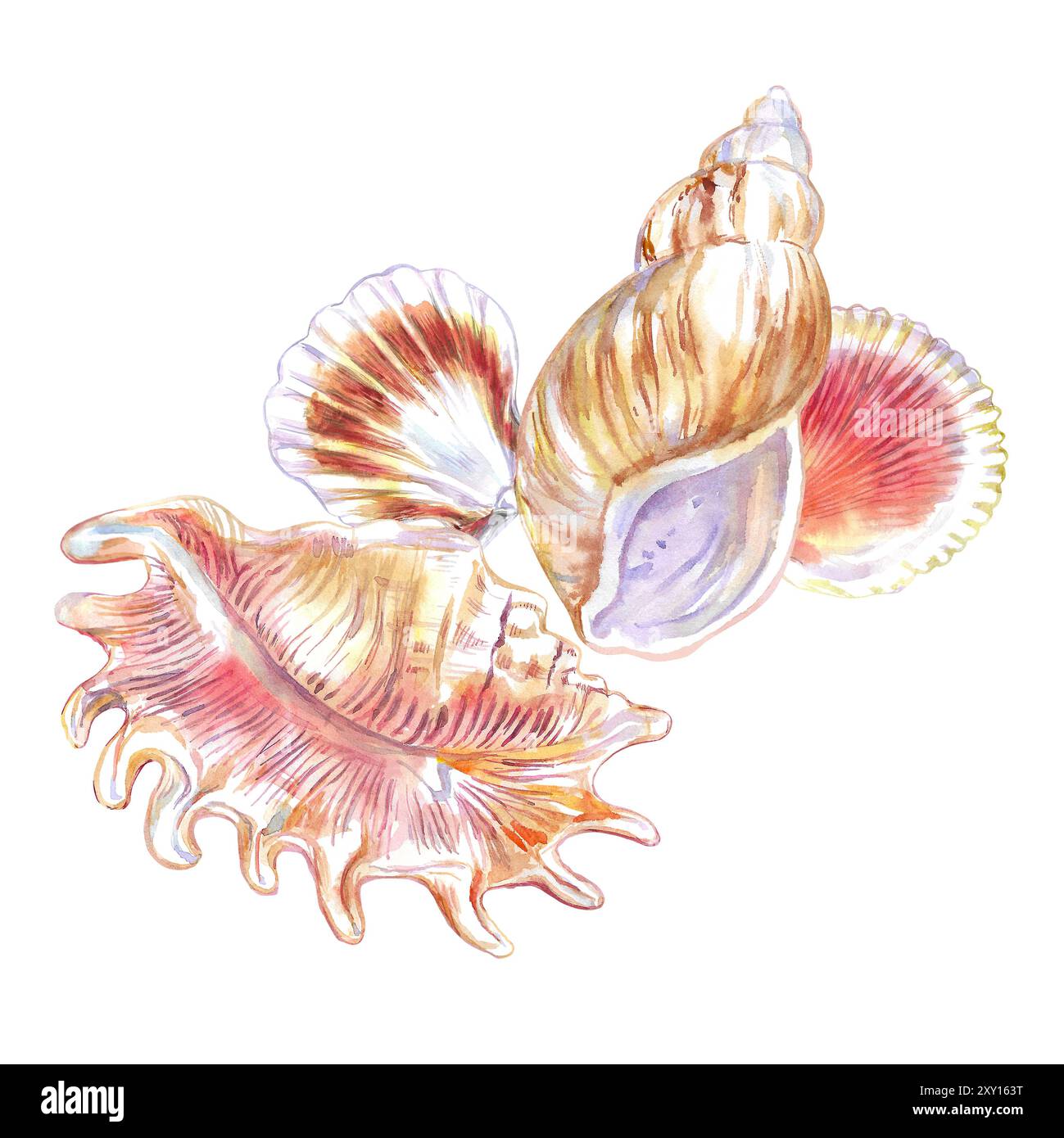 Seashell composition of Scorpion Spider Conch, Rosy Wolf snail, two ...