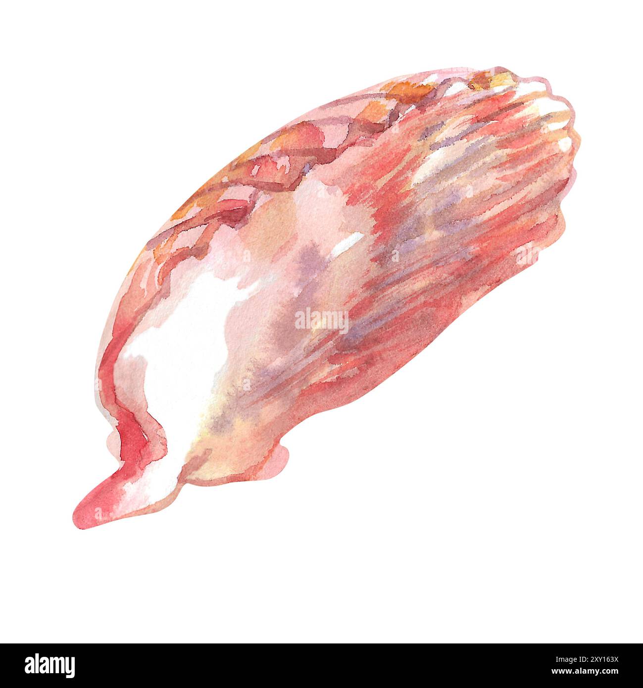 Scallop, bivalve marine mollusk, grooved shell in watercolor. Red ...