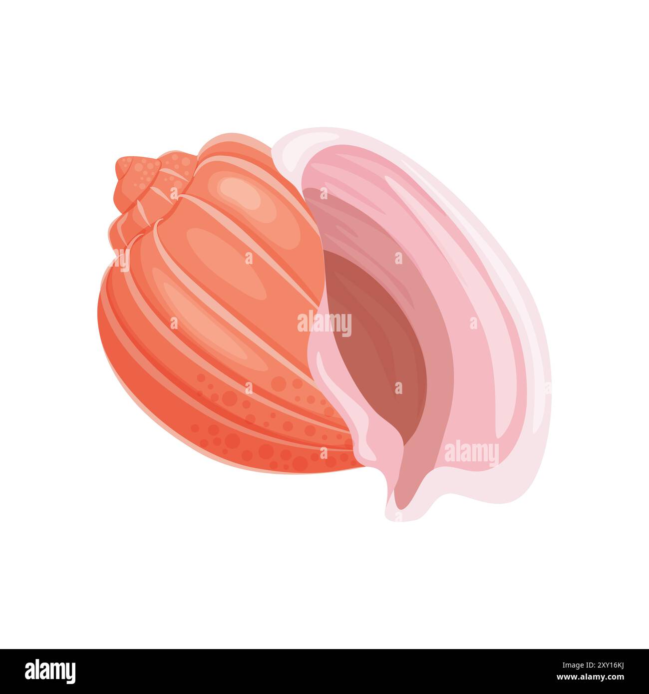 Various and colorful seashells hi-res stock photography and images - Alamy