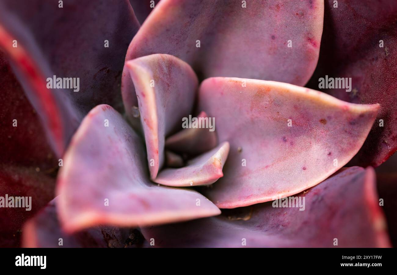 Plants intricate floral structure hi-res stock photography and images ...
