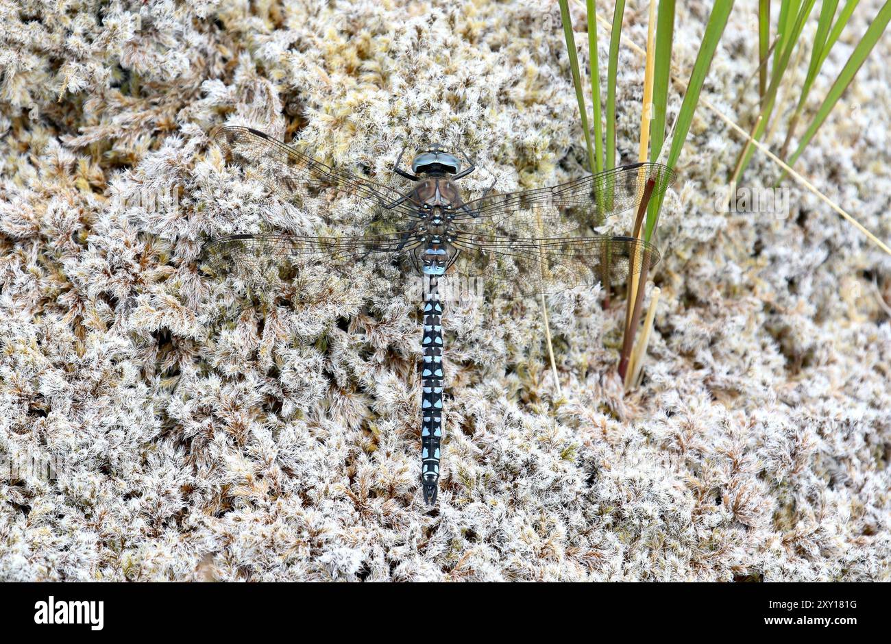 Azure Hawker Dragonfly, male - Aeshna caerulea, Beinn Eighe, Scotland ...
