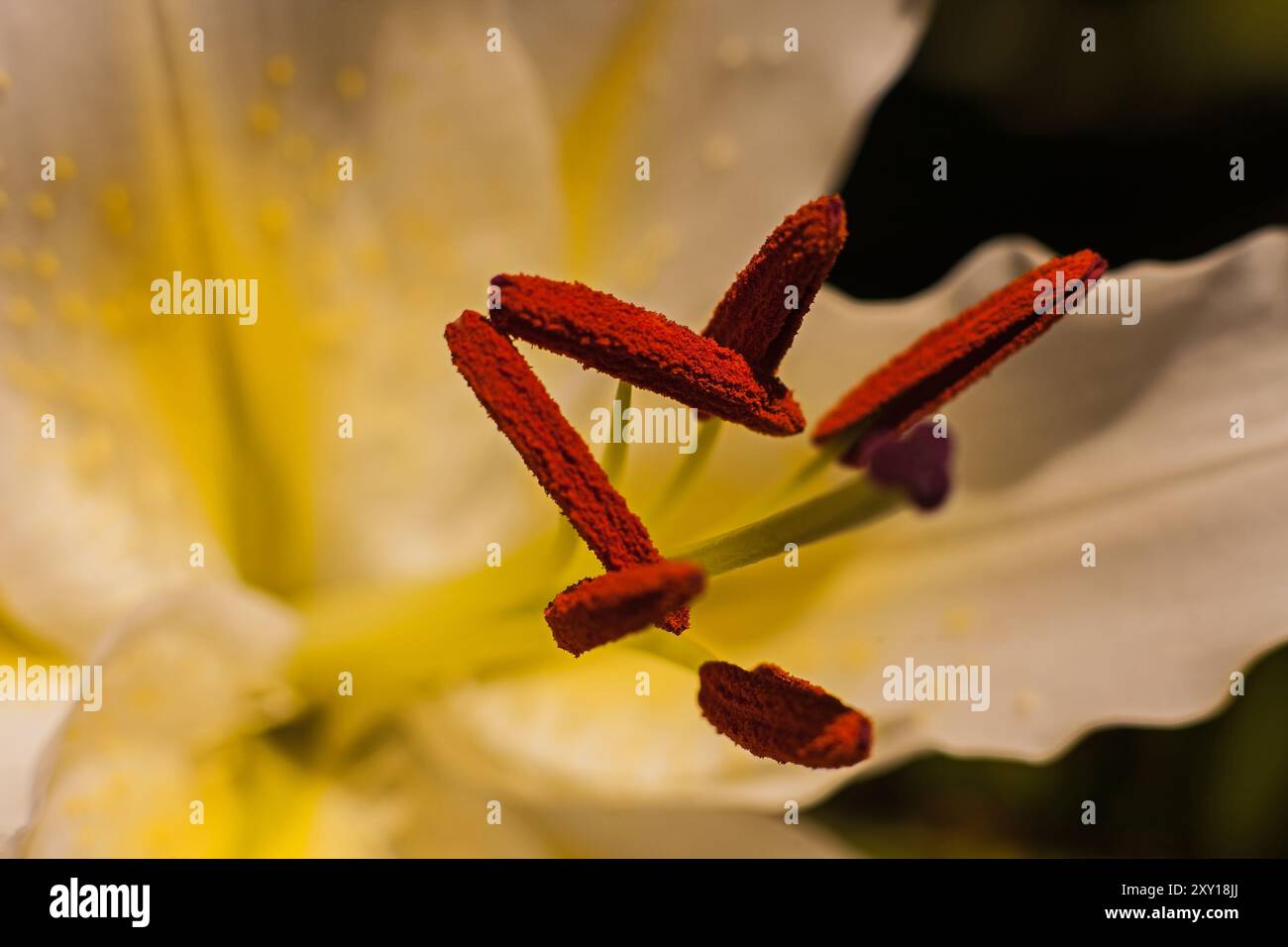 Lily pollen macro 16165 Stock Photo - Alamy