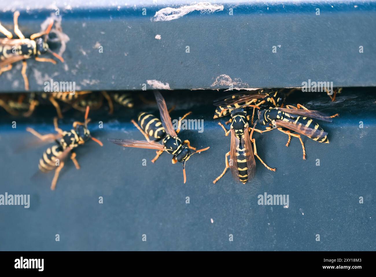 Insektengiftallergie hi-res stock photography and images - Alamy