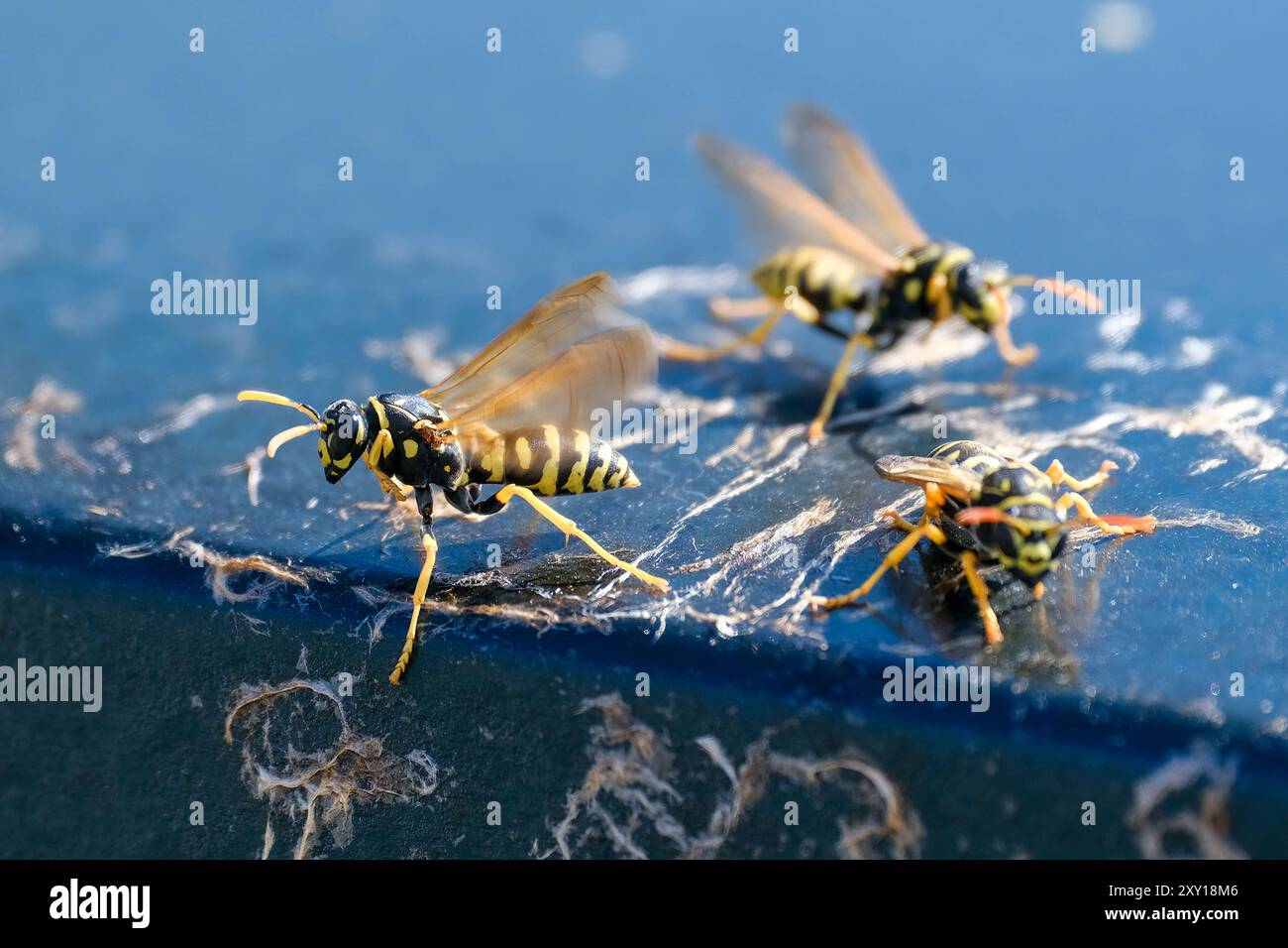 Insektengiftallergie hi-res stock photography and images - Alamy