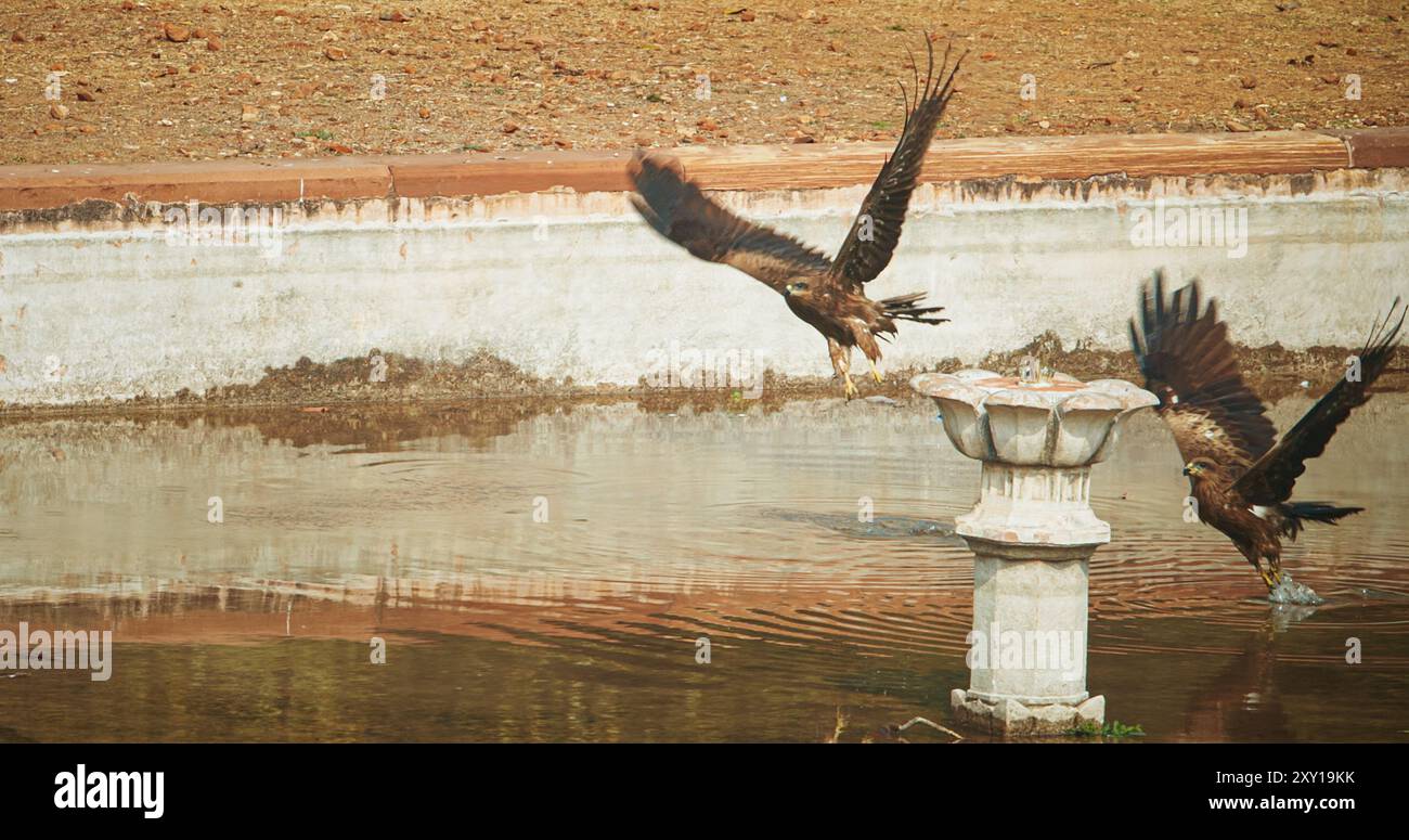 Many birds Black kites - Milvus migrans - Bird sitting near water pool ...