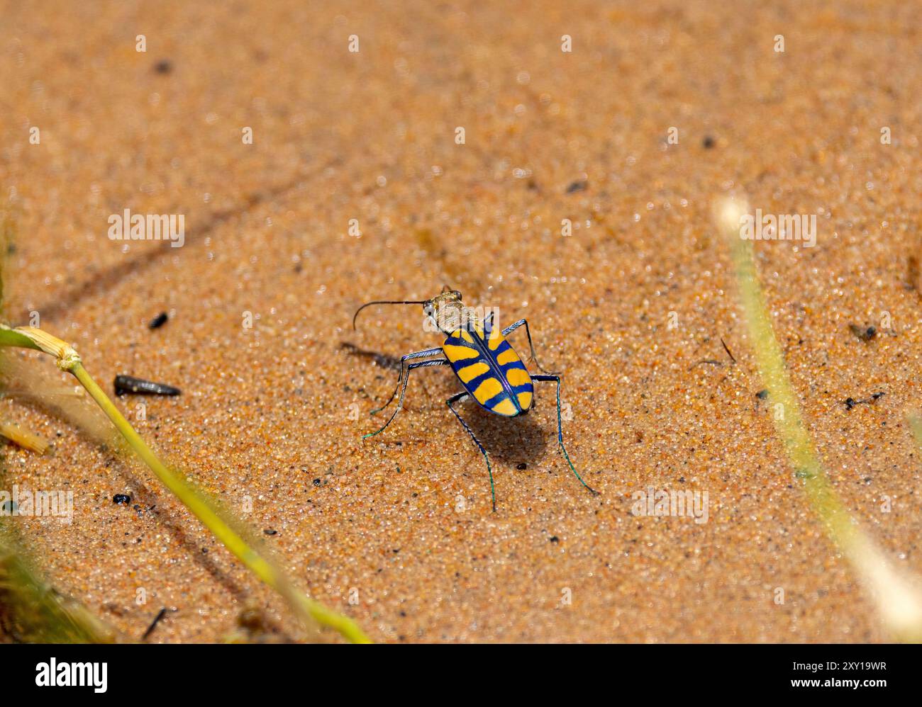 350 related species hi-res stock photography and images - Alamy